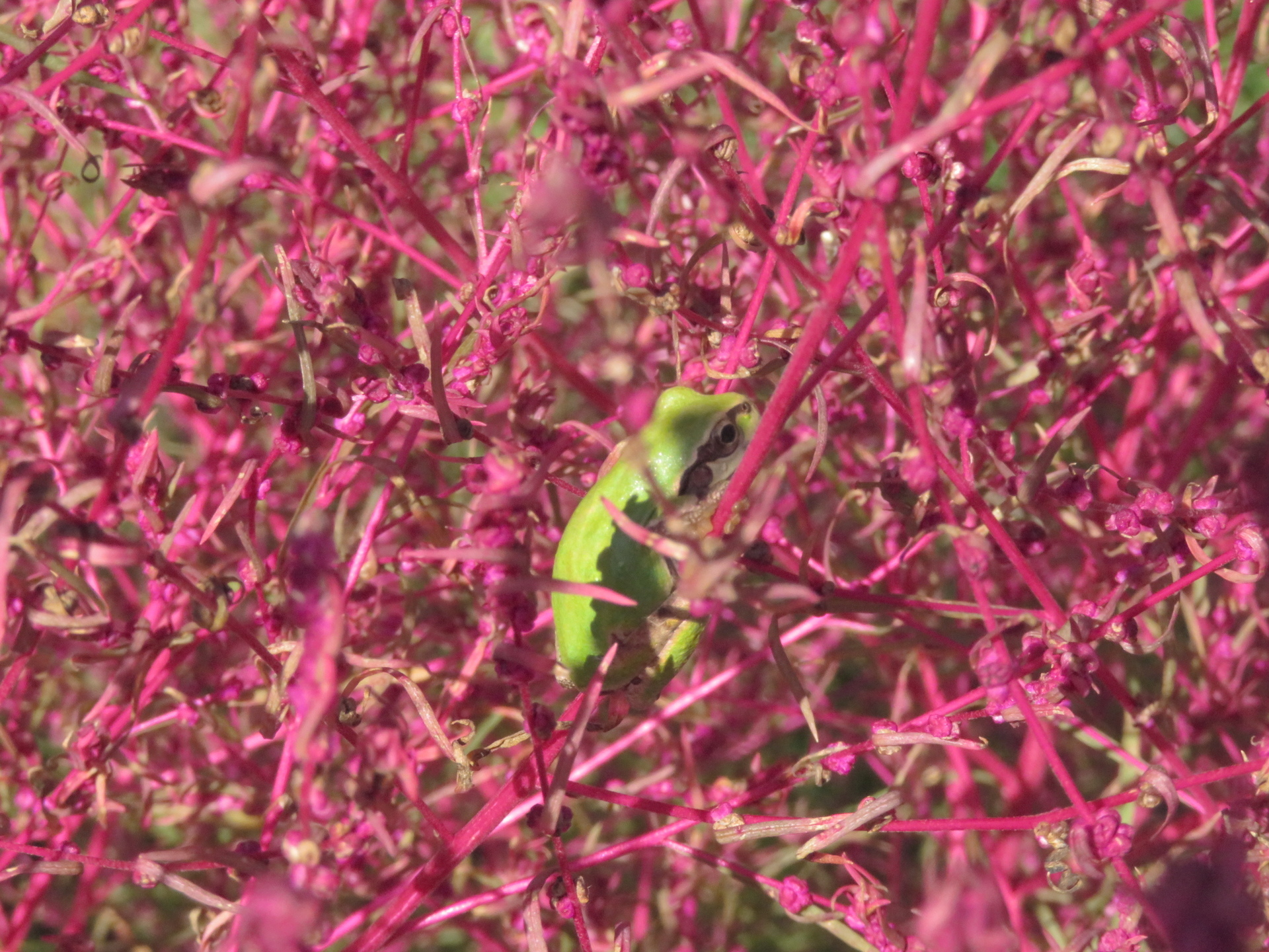 今度は減反政策って: ドキドキ発見